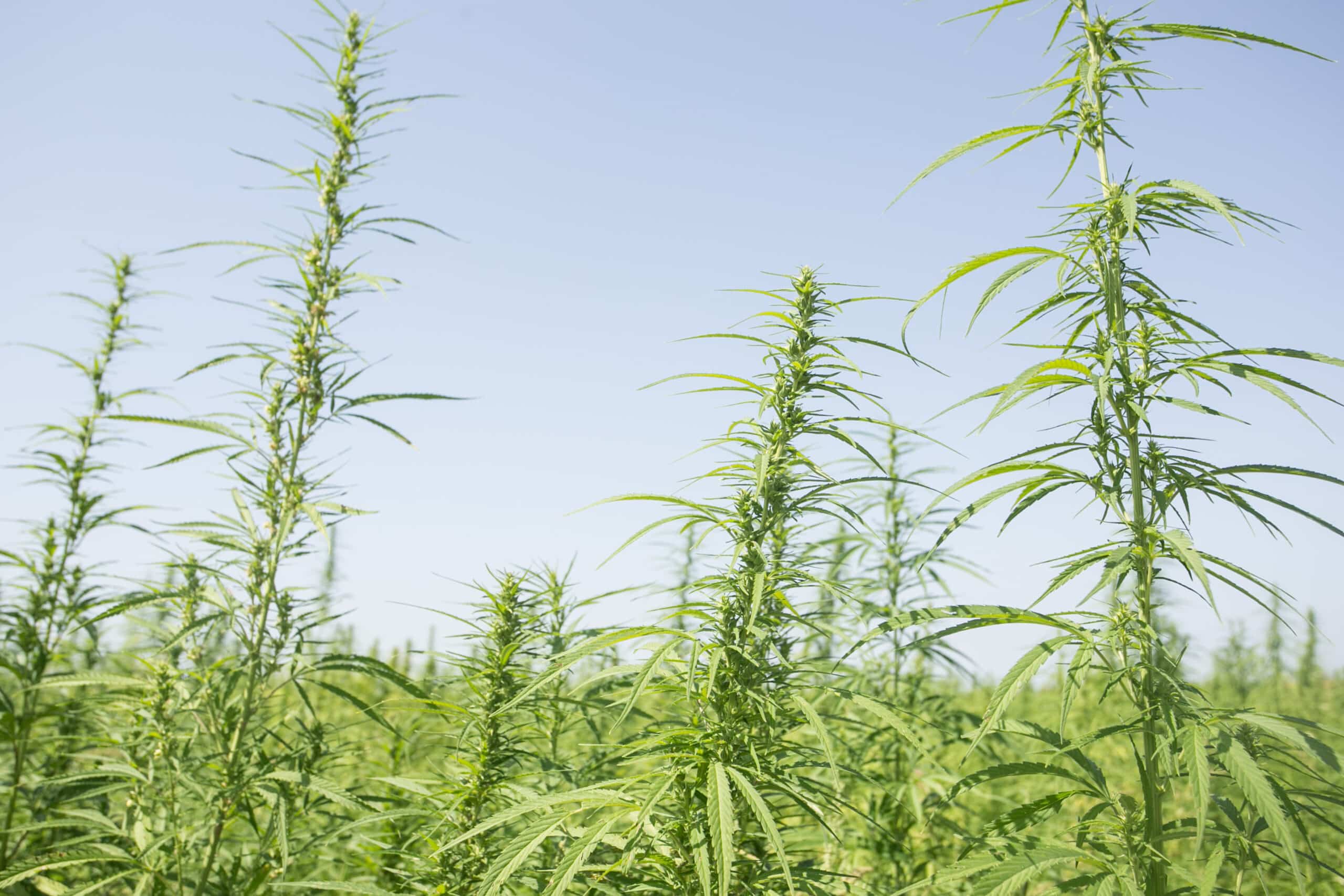 Banning hemp products won't protect public health or foster fairness ...