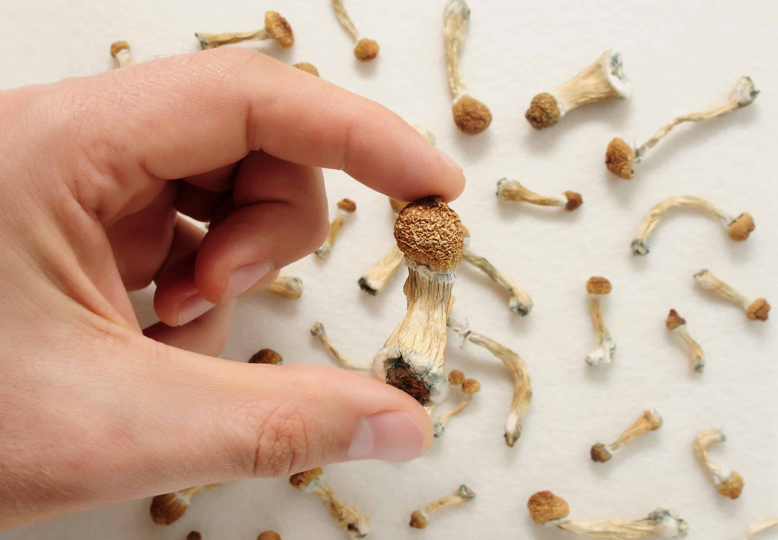 Psilocybin access would improve mental healthcare in Massachusetts