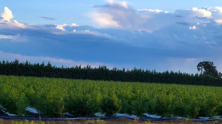 Model legislation for optimal state regulation of hemp cannabinoids