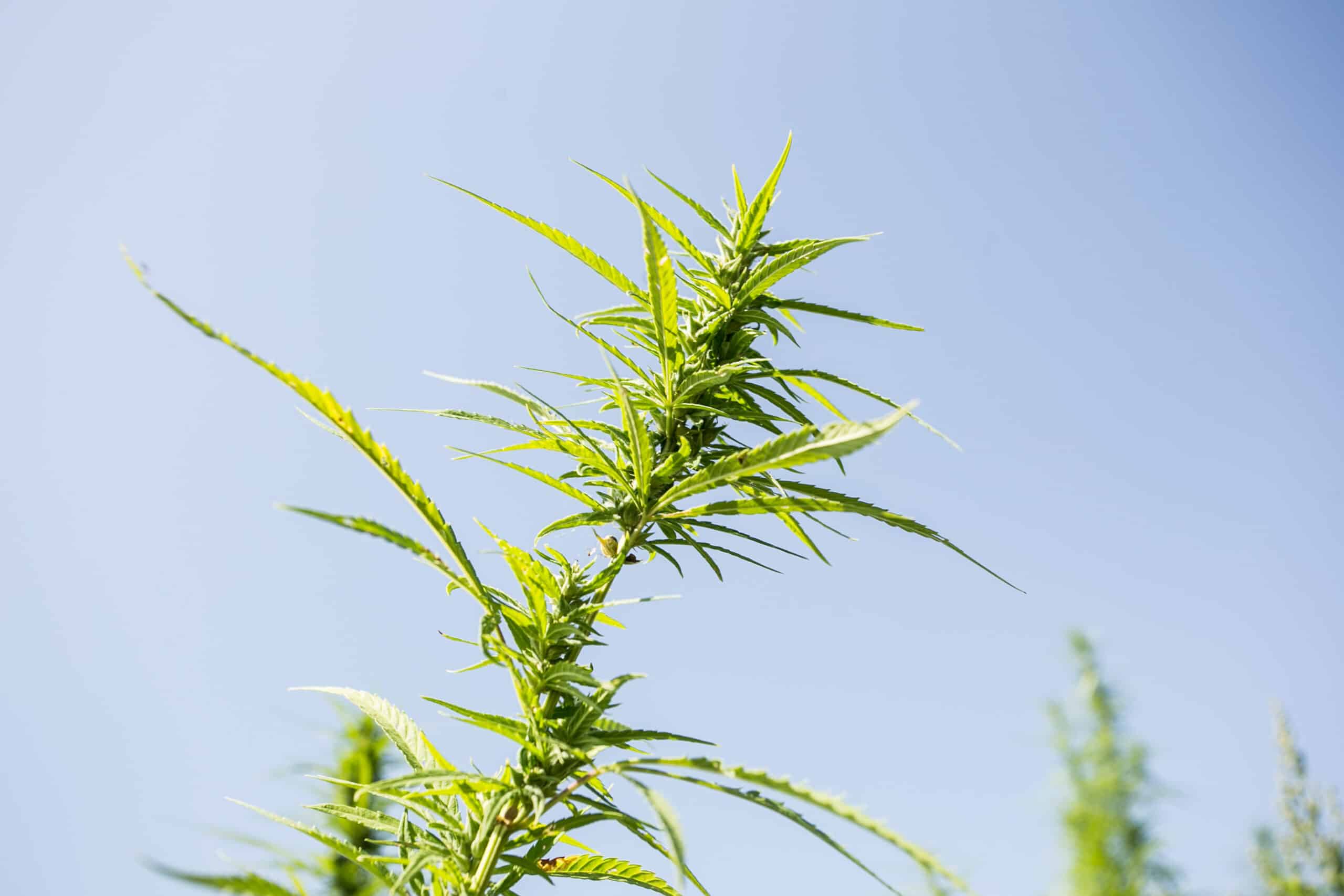 A single cannabis retailer license type would benefit both marijuana ...